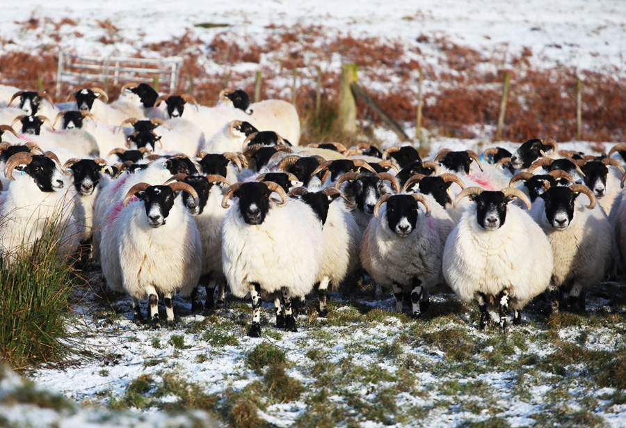 Spring Lamb has Sprung Copy - Warren Butterworth